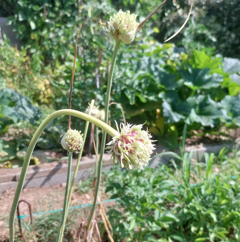 Bibliothèque des plantes | Carnet de Potager